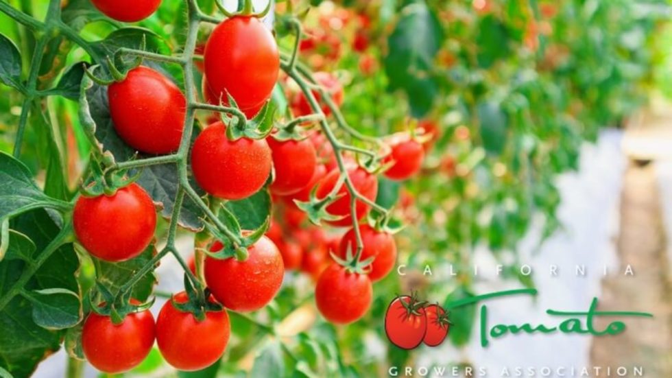 TPWC Member Highlight: California Tomato Growers Association - Tomato ...